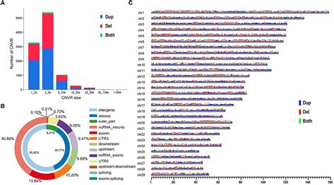 Frontiers Analysis Of Genomic Copy Number Variations Through Whole
