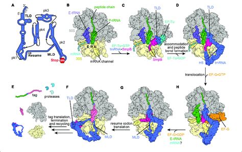 Ribosome Rescue By Trans Translation A Schematic Representation Of