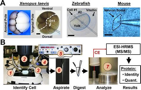 Analytical Workflow For Single Cell Proteomics In A Representative
