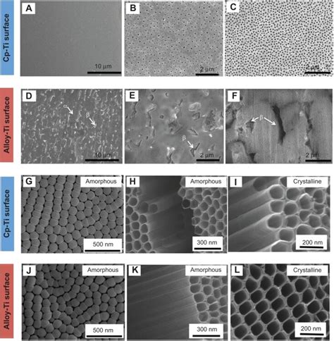 The Scanning Electron Microscopy Sem Images Show Surface Morphology