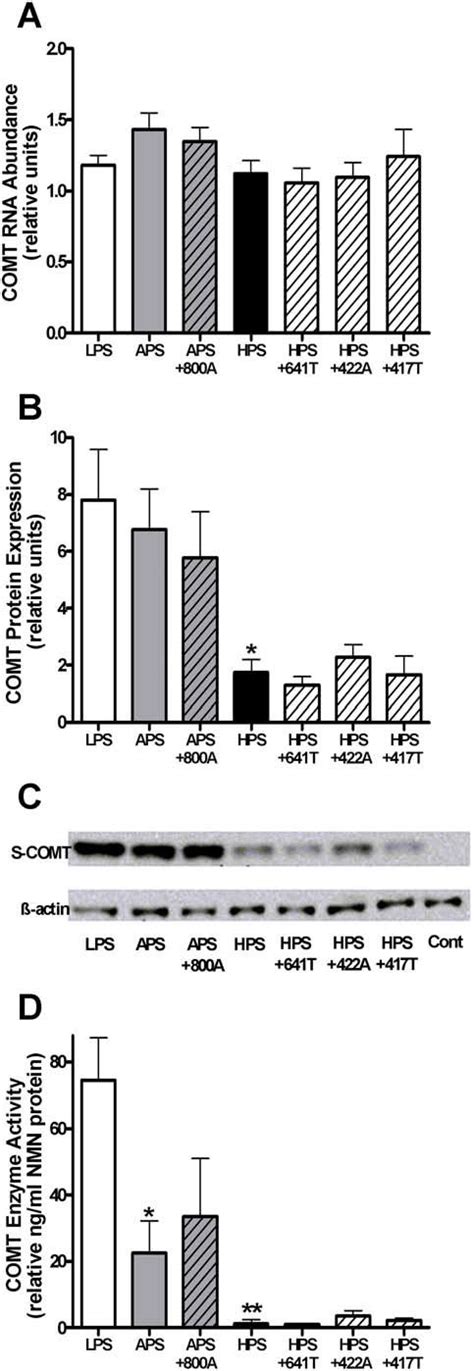 Effect Of Minor Snps Linked To The Aps And Hps Haplotypes On Comt Rna