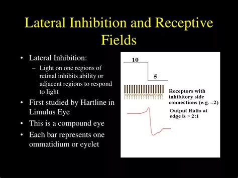 Ppt Lateral Inhibition And Receptive Fields Powerpoint Presentation