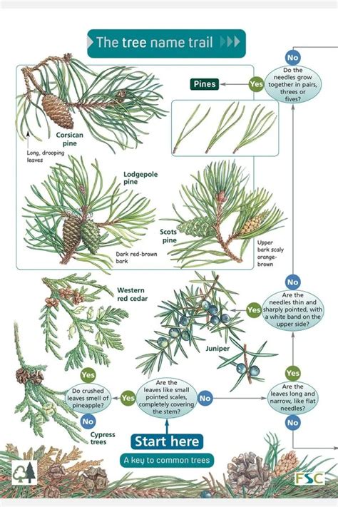 How To Identify Conifer Trees Pine Fir Spruce Juniper More Artofit