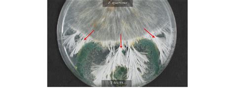 In Dual Culture Tests Polyporus Squamosus Overgrew The Mycelia Of