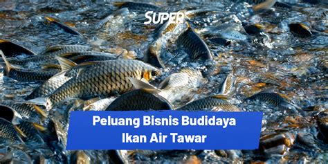 Peluang Usaha Budidaya Ikan Air Tawar Dan Analisa Usahanya