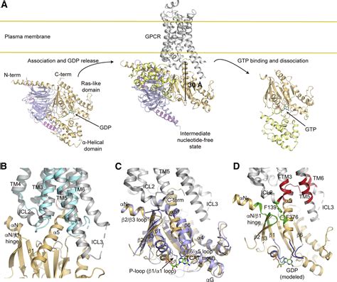 Assembly Of A Gpcr G Protein Complex Cell
