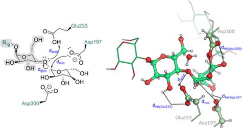 Role Of Enzyme And Active Site Conformational Dynamics In The Catalysis