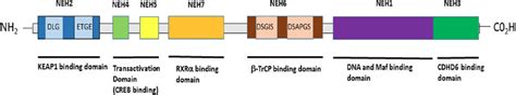 Structural And Functional Domains Of Nrf2 A Schematic Representation