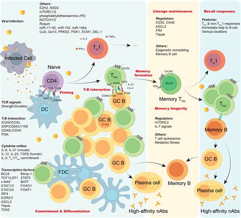 Frontiers The Differentiation And Maintenance Of Sars Cov 2 Specific