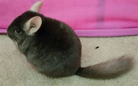 Mutations