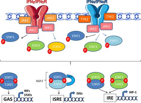 Ifns Signaling Pathway Ifnα And Ifnγ Bind To Their Respective
