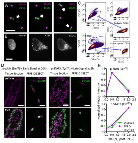 Ffpe Dissect Enables The Identification Of Cell Types And Download