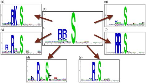 An Illustration Of Extraction Of Different Consensus Sequence Motifs By