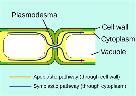 Plasmodesmata Definition Structure Functions And Diagram Biology