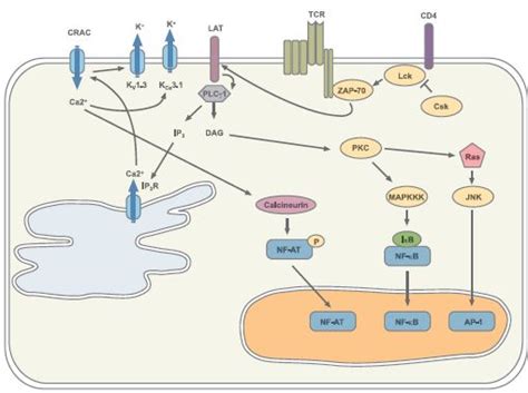 T Cell Signaling Pathway