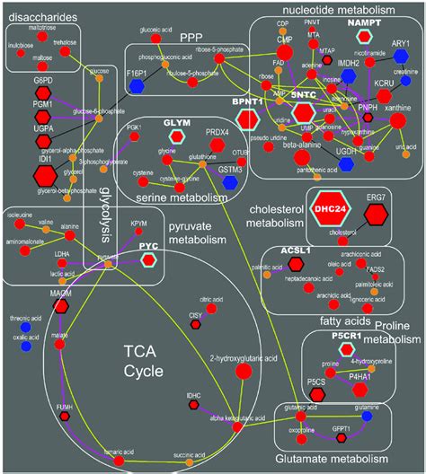 Integrated Biochemical Pathway Visualization For Metabolite And