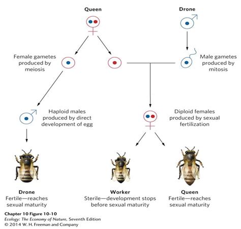 Haplodiploid Sex Determination Diagram Quizlet