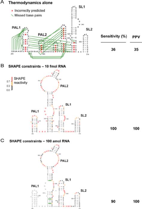 Shape Directed Folding Of The Mulv Genomic Rna Monomer Download