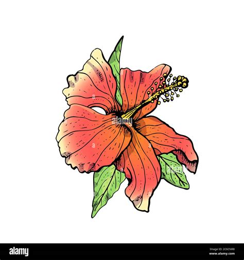 Hand Drawn Red Hibiscus Flower Clipart Floral Design Element Isolated