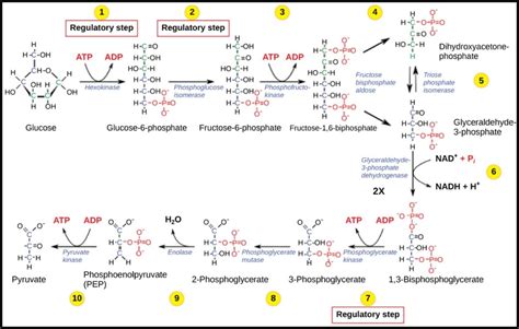 10 Steps Of Glycolysis