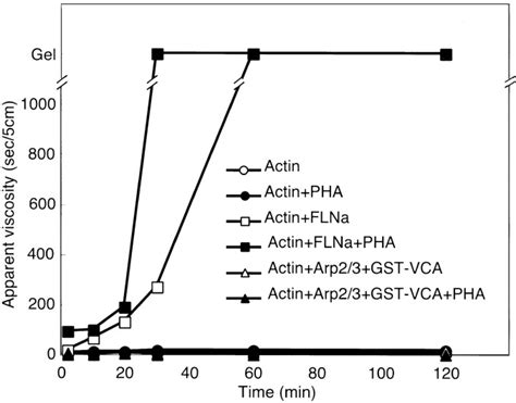 Comparison Of Filamin A Induced Cross Linking And Arp2 3 Complex