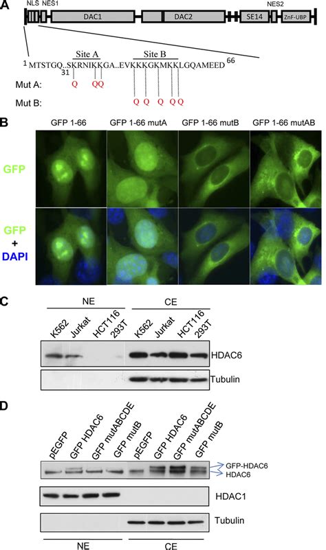 Acetylation Retains Hdac6 In The Cytoplasm A Schematic Representation
