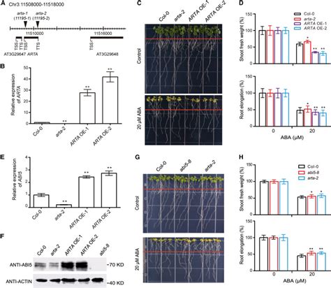 Long Noncoding Rna Arta Controls Aba Response Through Myb7 Nuclear