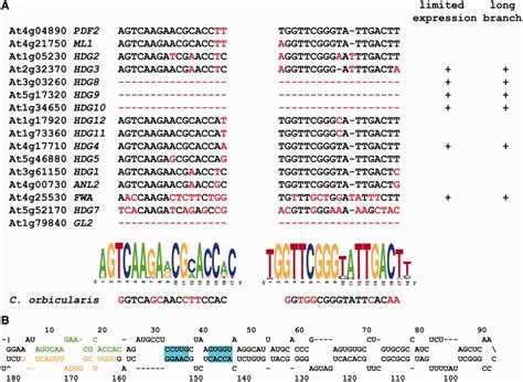 Analysis Of The Conserved 3′ Utr Sequence Motifs In C4hdz Genes A A