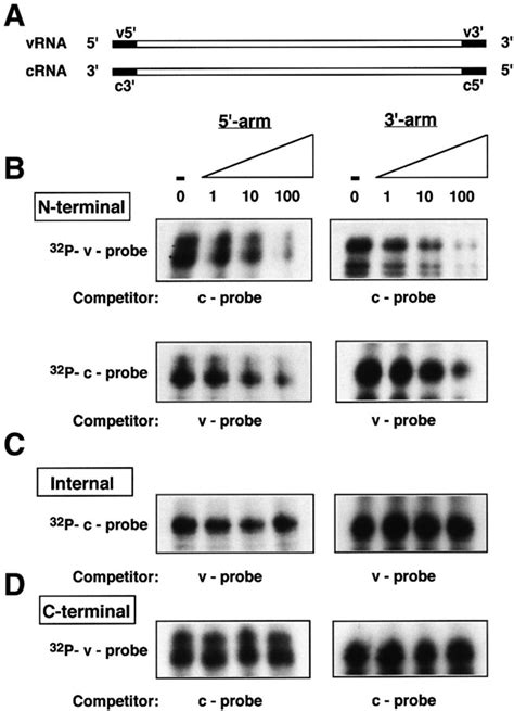 Distinct Regions Of Influenza Virus Pb1 Polymerase Subunit Recognize