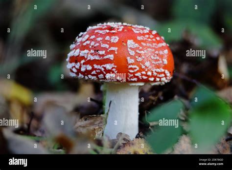 Fly Agaric Or Fly Amanita Amanita Muscaria The Red White Spotted