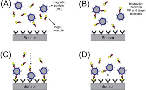 Schematic Representation Of Biosensor Assay [48] Download Scientific