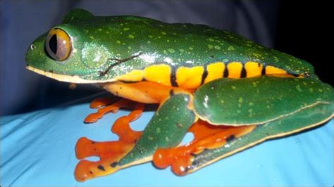 bbc news science nature from poisonous hoppers to screaming frogs