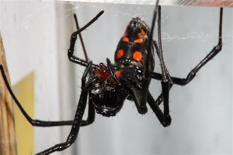 Smithsonian Insider Male Spiders Sexual Organs Work Fastest Only