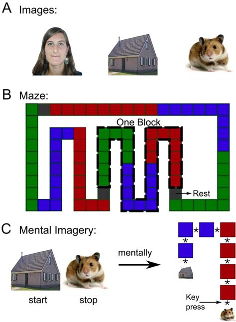 Figure 1 From Decoding Semi Constrained Brain Activity From Fmri Using