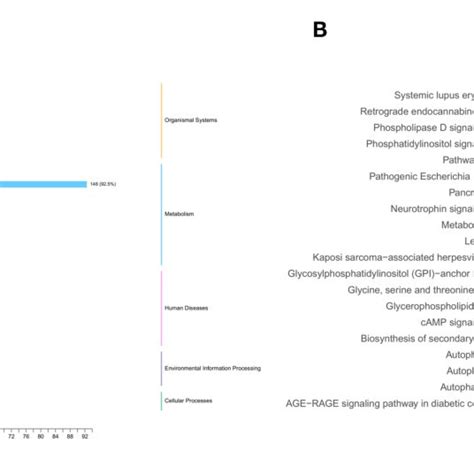 Pathways Enriched By Differential Metabolites A Kegg Download