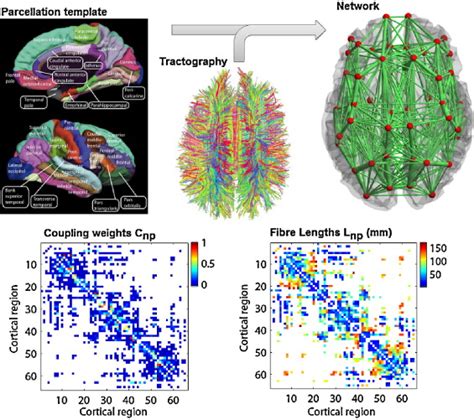 Anatomical Network With 66 Cortical Regions Anatomical Connectome