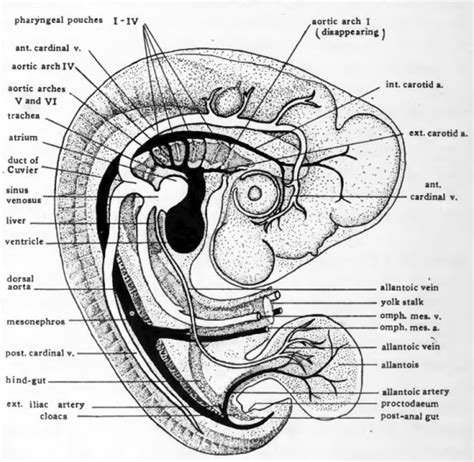 book the early embryology of the chick 13 embryology