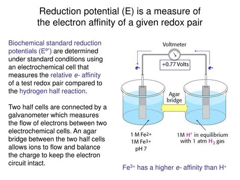 Ppt Redox Reactions In Metabolism Standard Reduction Potentials