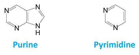 Biochemical Properties Of Nucleic Acids The Medical Biochemistry Page