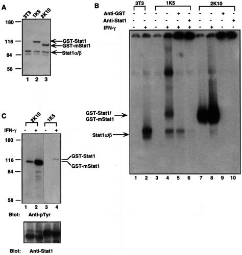 The Stat1 N Terminal Deletion Mutant Is Constitutively Activated A