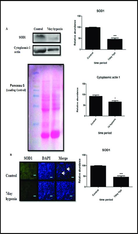 Validation Of Proteomic Data By Immunoblottting And Immunofluorescence