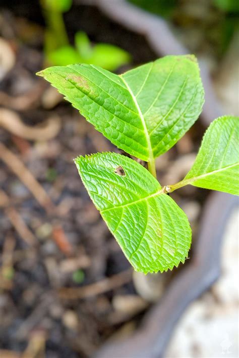 3 Easy Ways To Propagate Hydrangeas Propagating Hydrangeas
