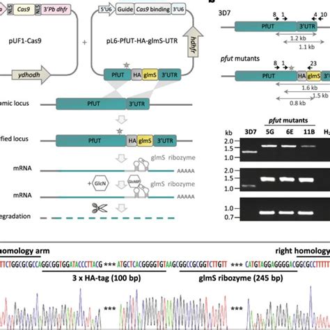 Generation Of A Conditional Pfut Knock Down Mutant In P Falciparum