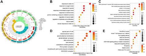 Identification And Validation Of Ferroptosis Related Gene Slc2a1 As A