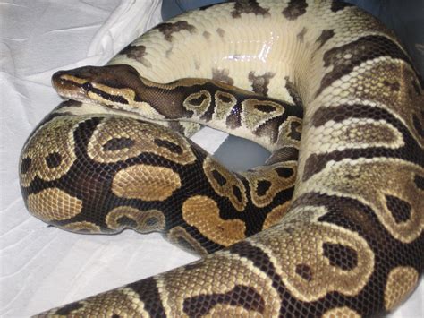 fájl ball python inverted basking wikipédia