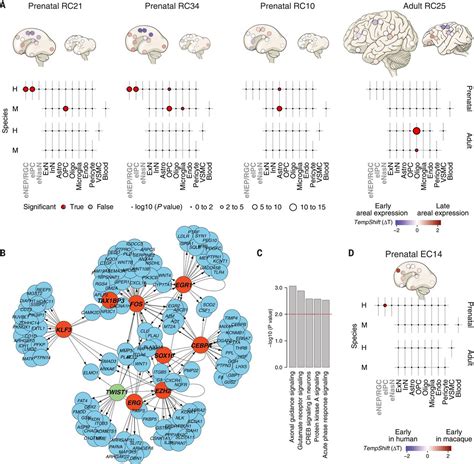 Spatiotemporal Transcriptomic Divergence Across Human And Macaque Brain