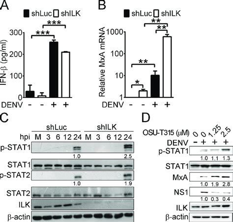 Ilk Attenuates Ifn Induced Stat1 2 Activation And Isg Expression A B