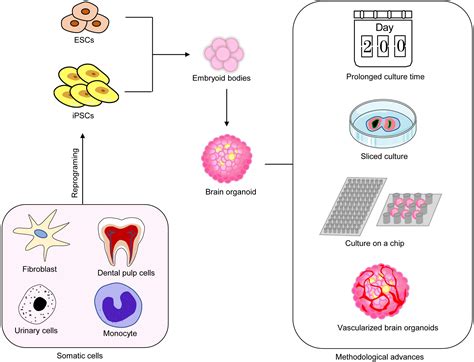 Frontiers The Application Of Brain Organoids From Neuronal