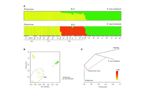 A Bayesian Clustering Of All R Dauricum And R Mucronulatum