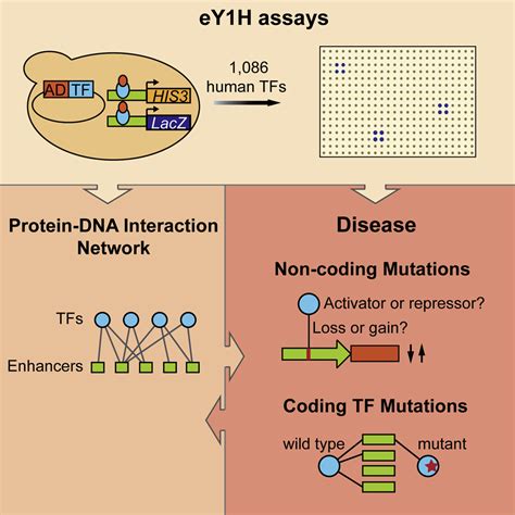 Human Gene Centered Transcription Factor Networks For Enhancers And